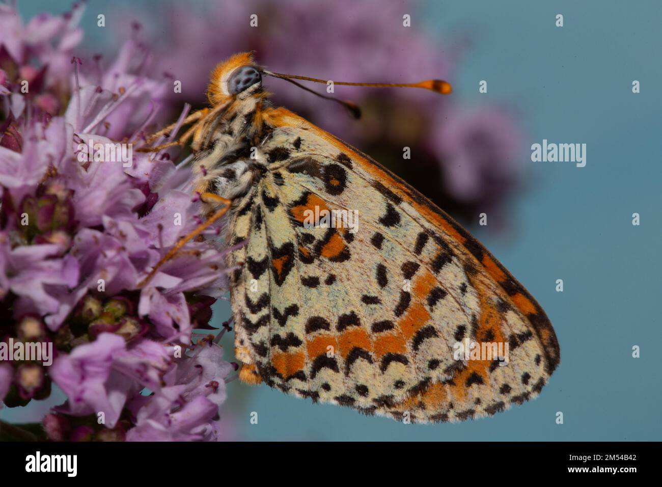 Red Melitaea butterfly with closed wings sitting on pink flower looking ...