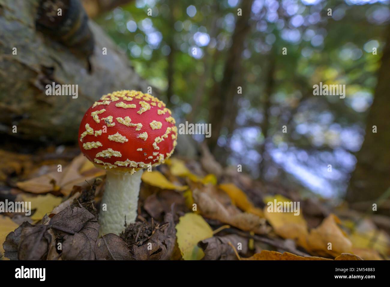 Fly agaric (Amanita muscaria), Hesse, Germany Stock Photo - Alamy