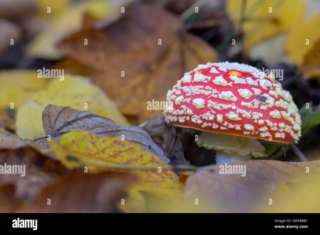 Fly agaric (Amanita muscaria), Hesse, Germany Stock Photo - Alamy