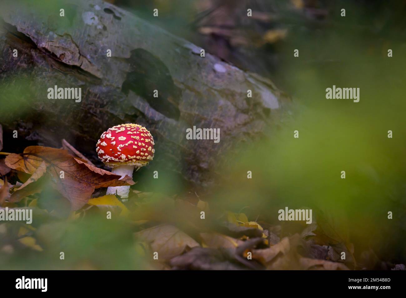 Fly agaric (Amanita muscaria), Hesse, Germany Stock Photo - Alamy
