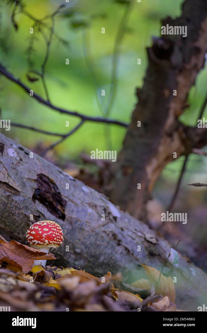 Fly agaric (Amanita muscaria), Hesse, Germany Stock Photo - Alamy