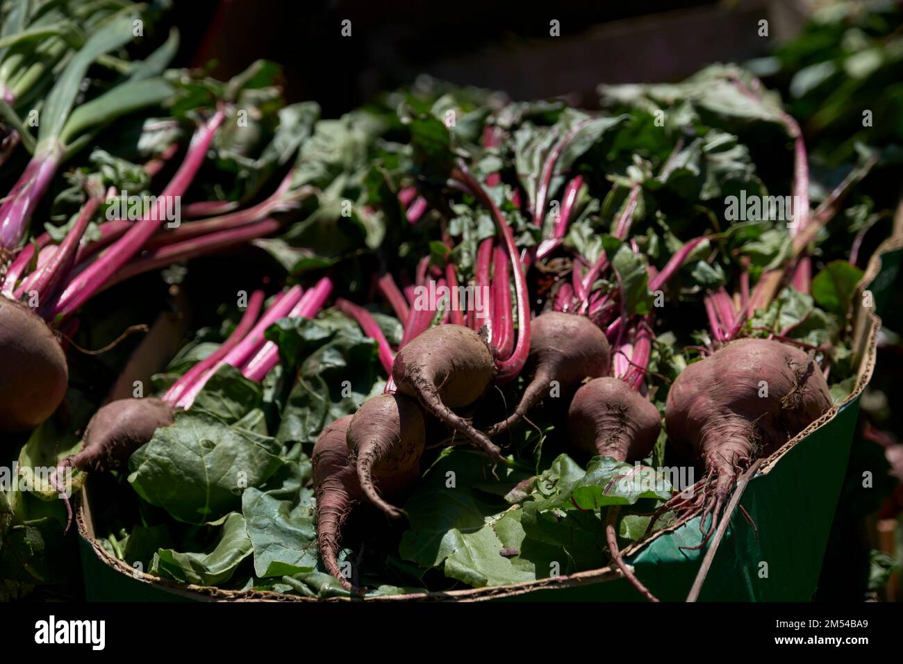 Pile of fresh agroecological organic beets with leaves from a ...