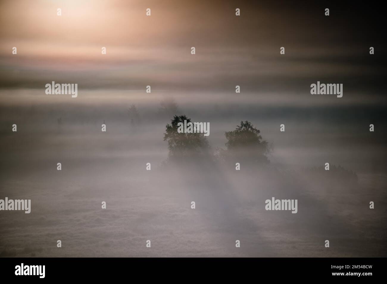 Autumn, background, beautiful, branch, bright, cloud, environment, fall ...