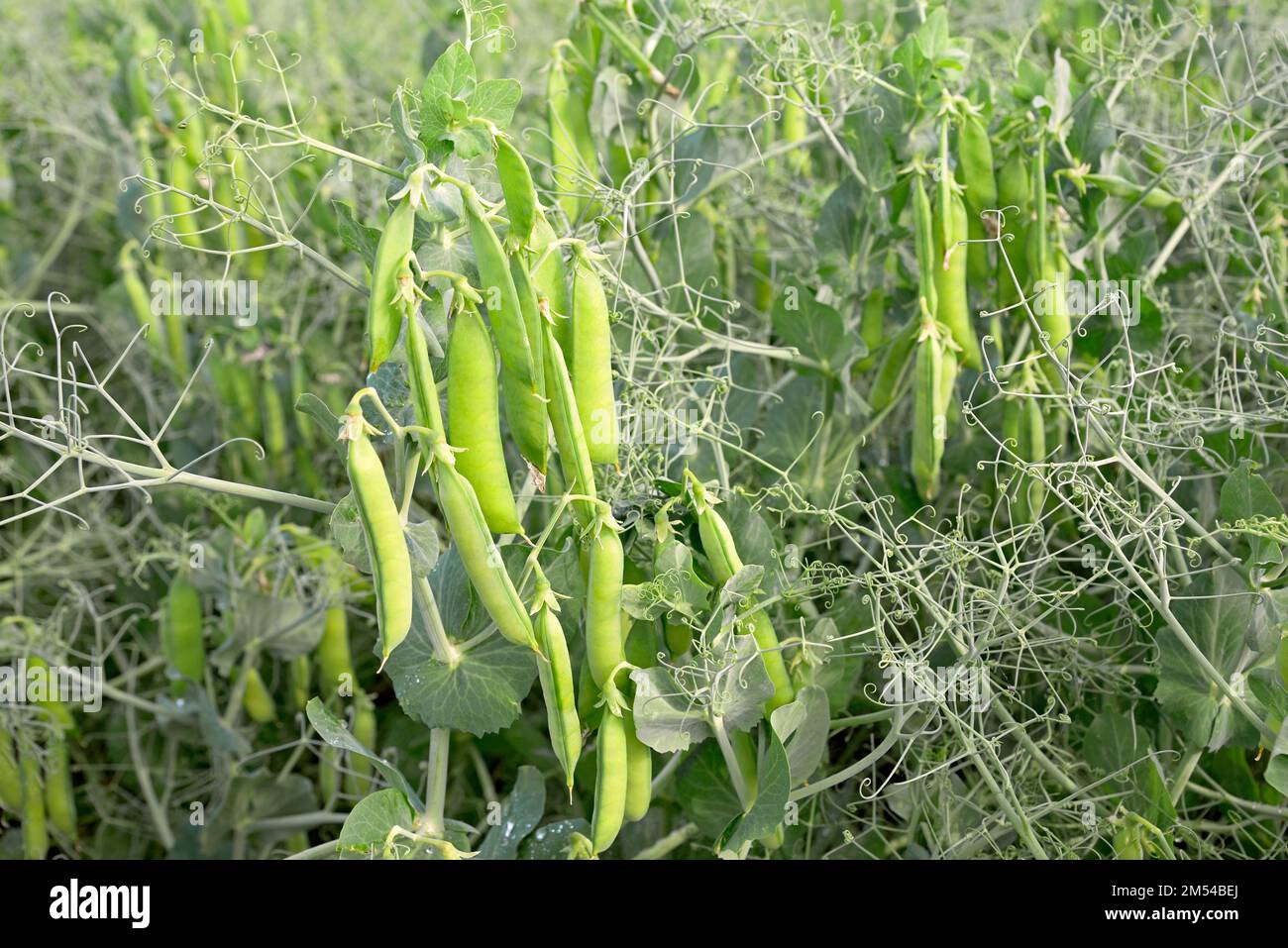 Field, peas (Pisum sativum) with legumes, North Rhine-Westphalia ...