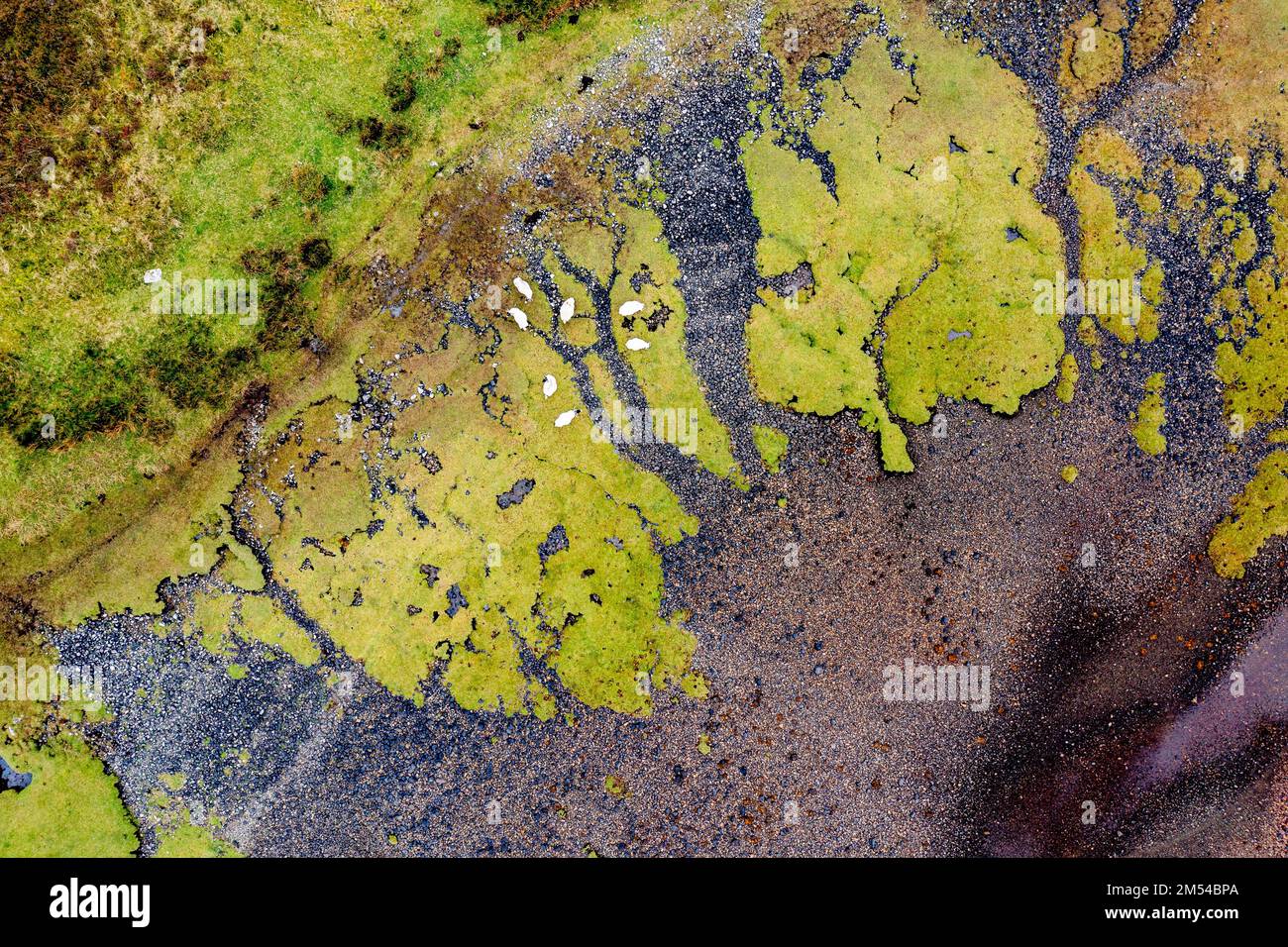 Aerial view, river course and bank, low tide, sheep, Isle of Skye ...