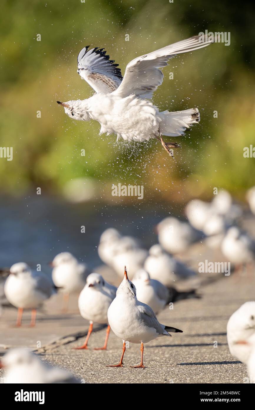 Fly spinning hi-res stock photography and images - Alamy