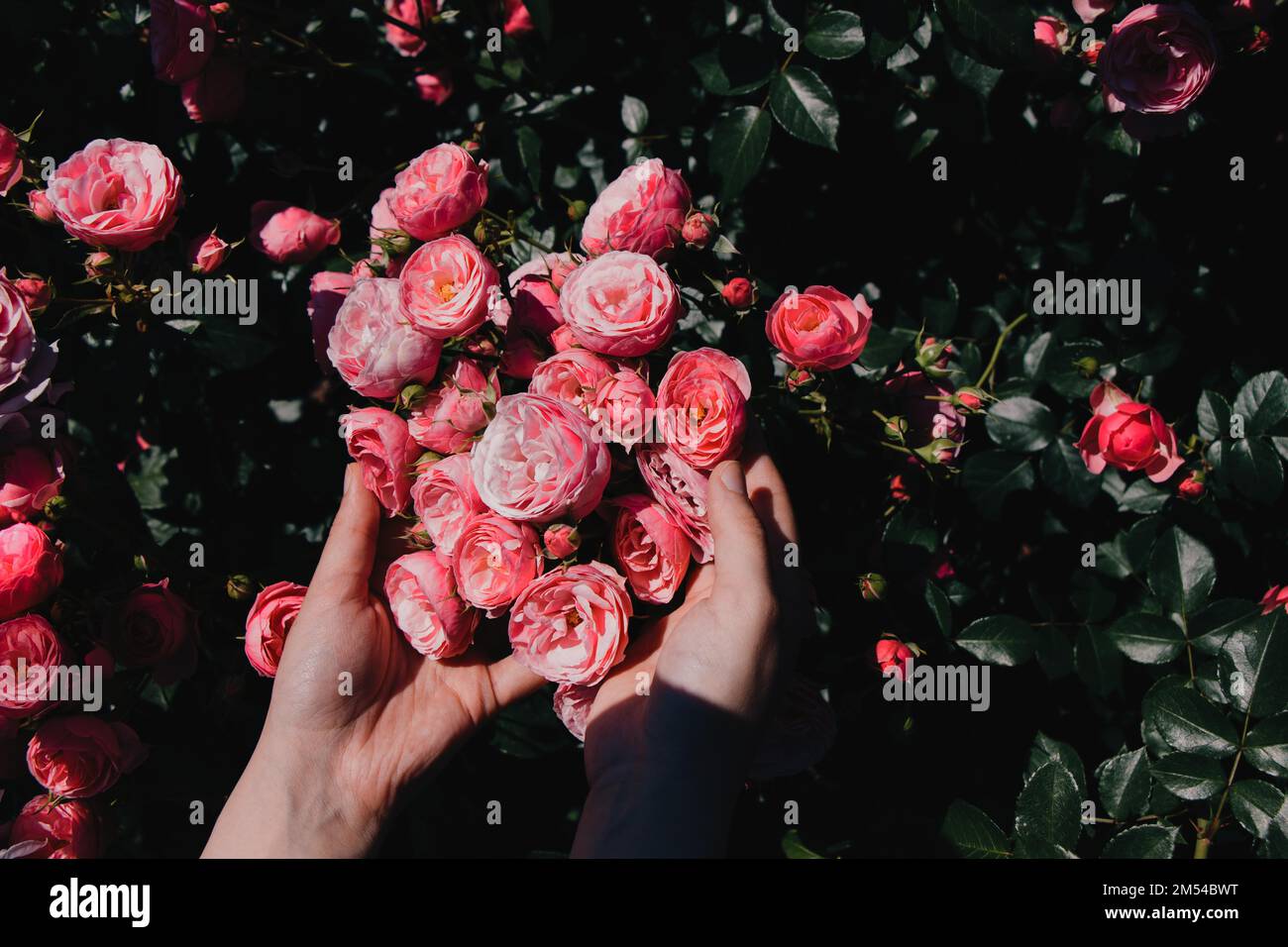 Beautiful fresh roses in hand Stock Photo - Alamy