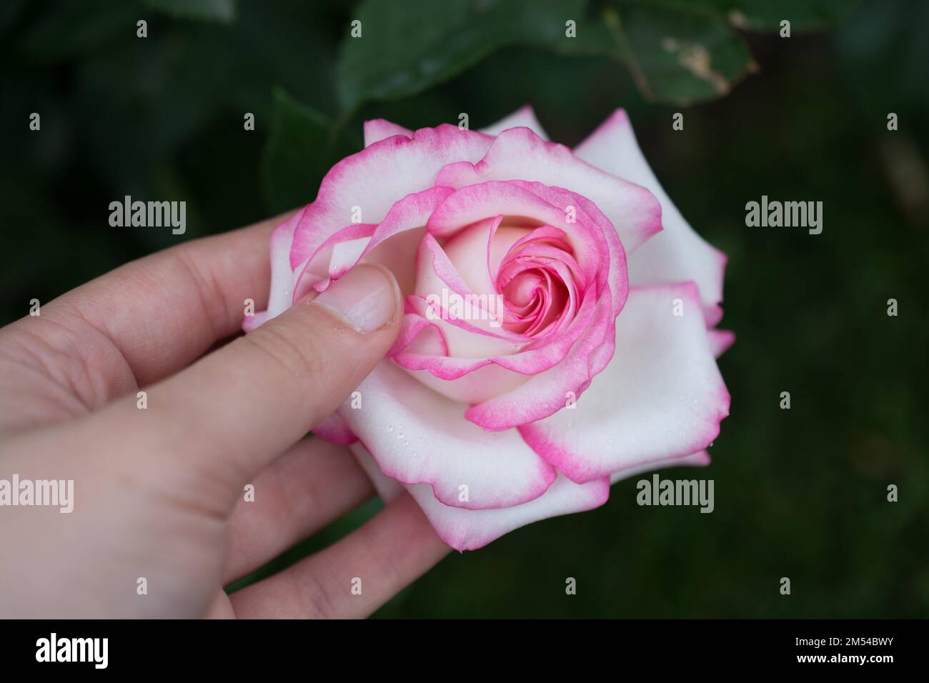 Hand holding a colorful Rose Flower Stock Photo - Alamy