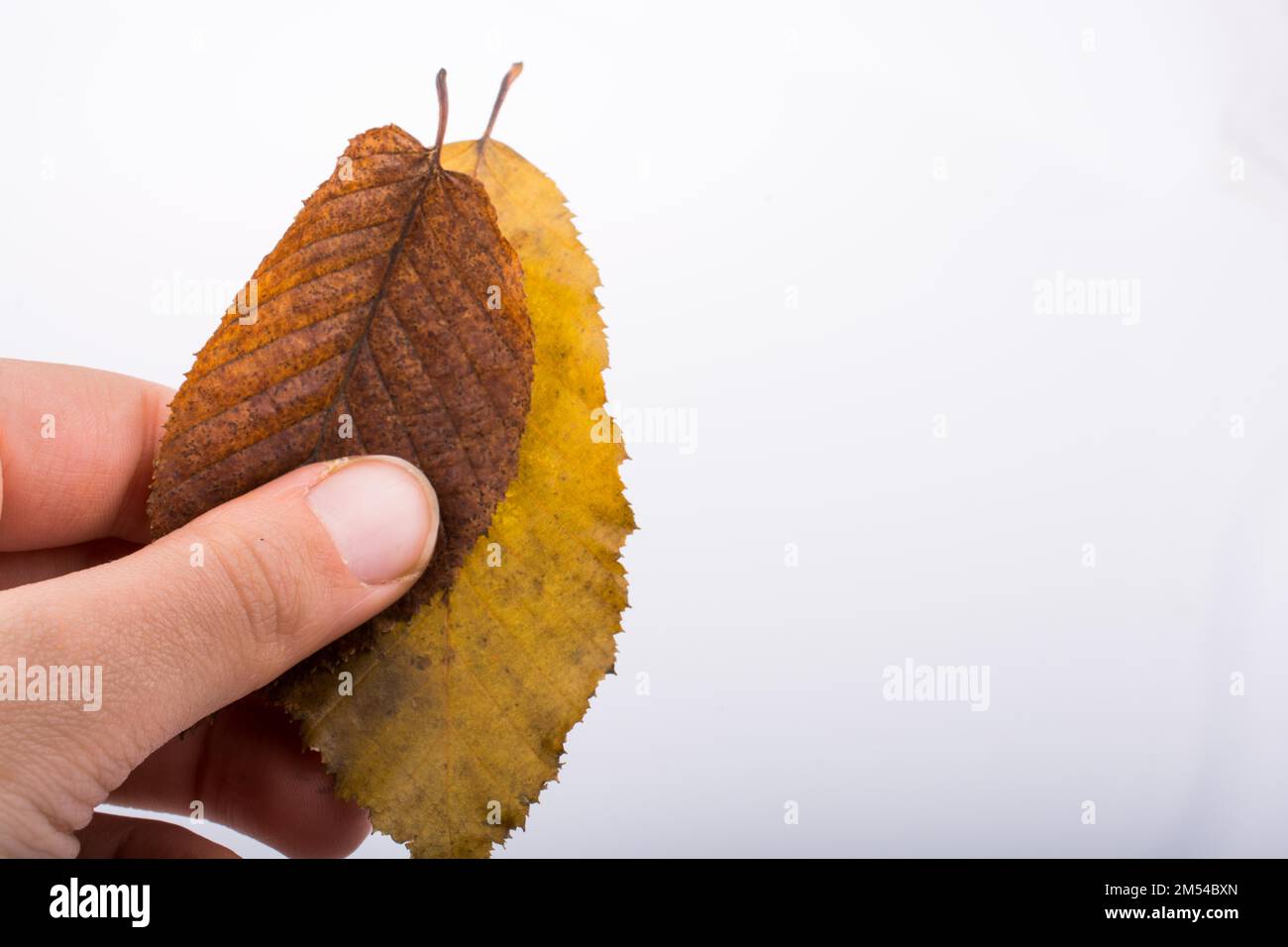 Hand holding a dry autumn leaves in hand on a white background Stock ...
