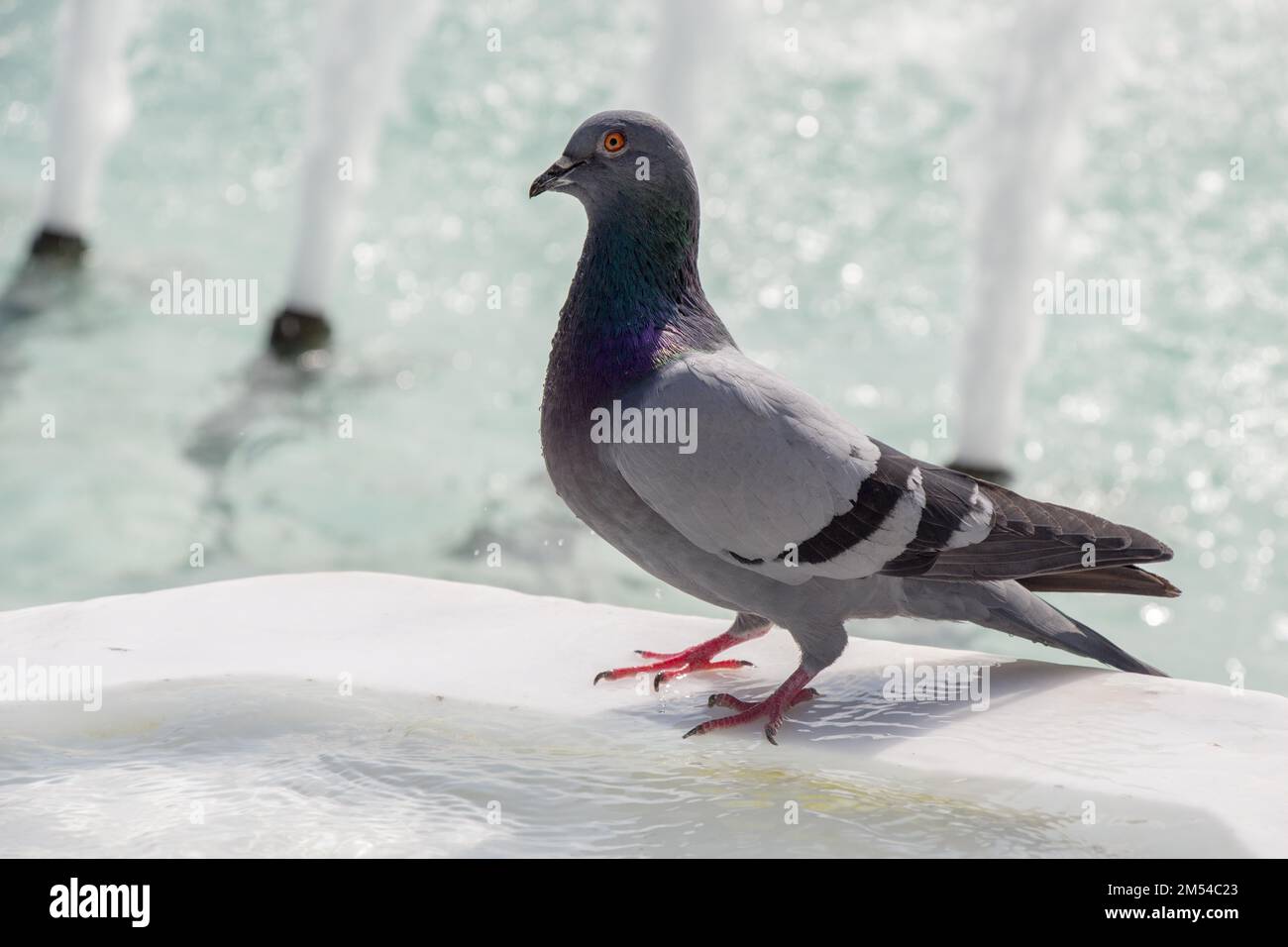 City pigeon by the side of water at a fountain Stock Photo - Alamy