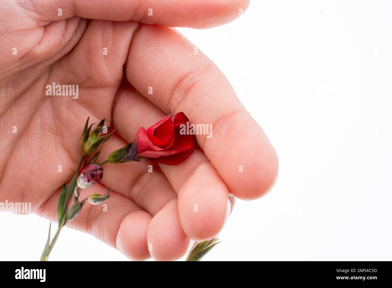 Hand holding a Red Poppy on a white background Stock Photo - Alamy