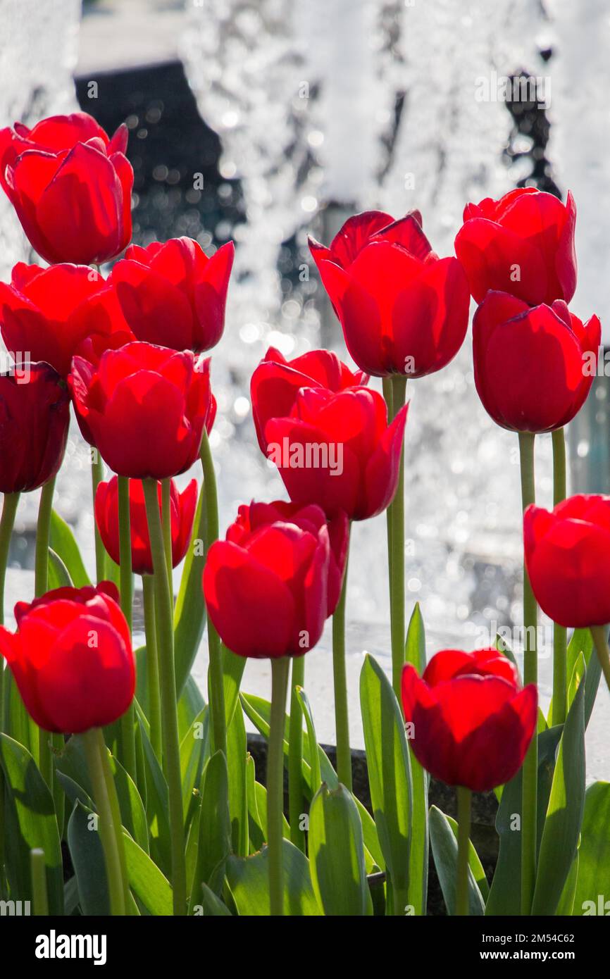 Red color tulip flowers bloom in the garden Stock Photo - Alamy