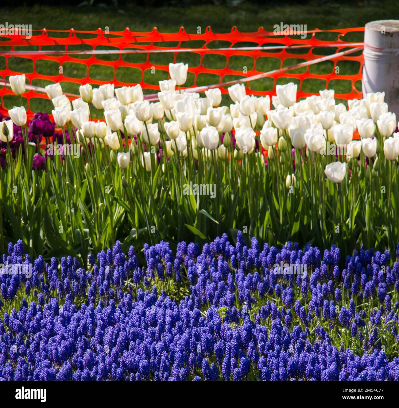 Rubber fence protection in the tulip garden Stock Photo - Alamy