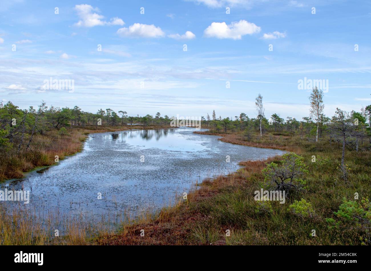 A swamp in a beautiful landscape with trees reflected in the water ...