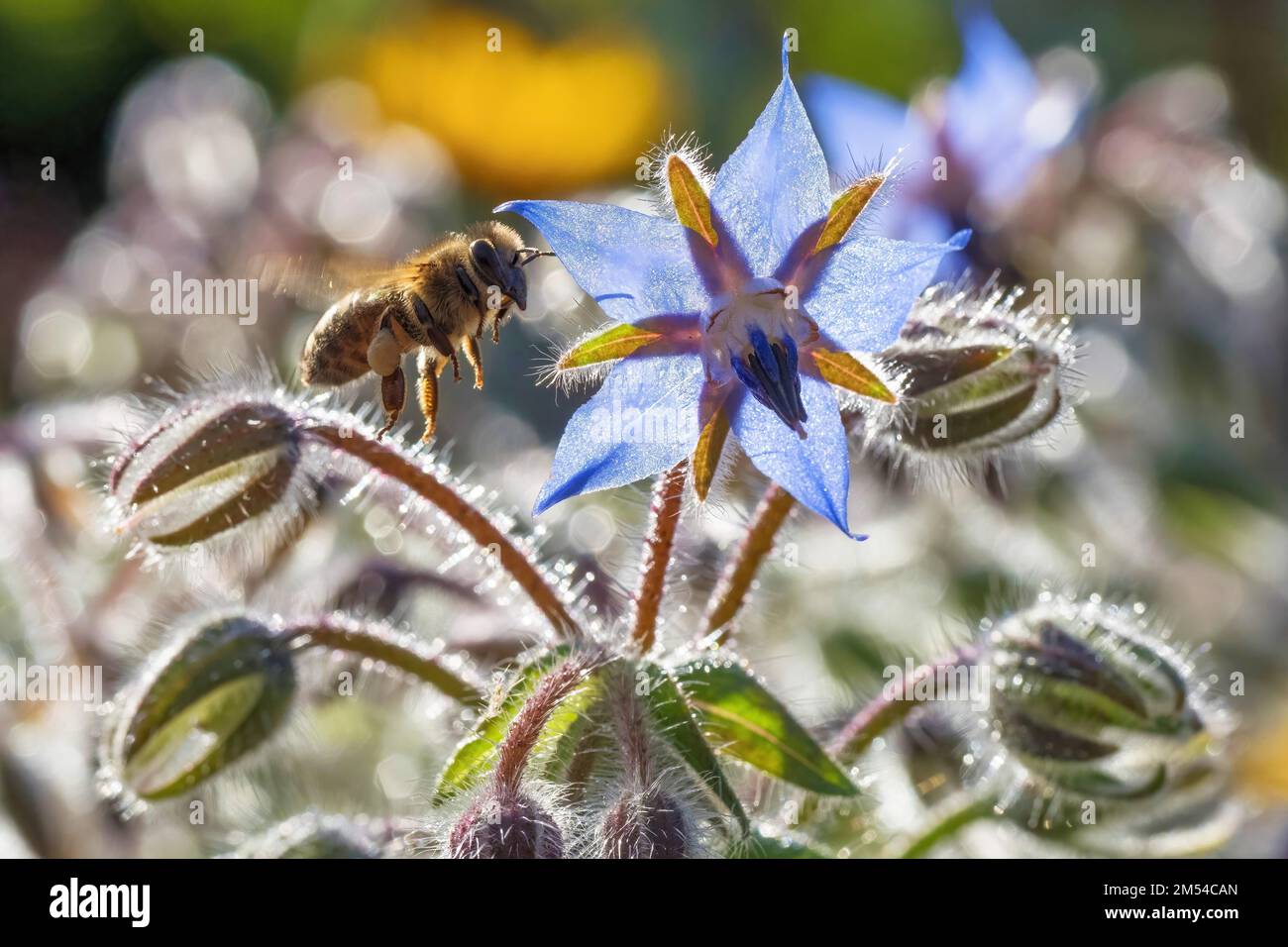 Wild bee (Apoidea) approaching a borage (Borago officinalis), backlit ...