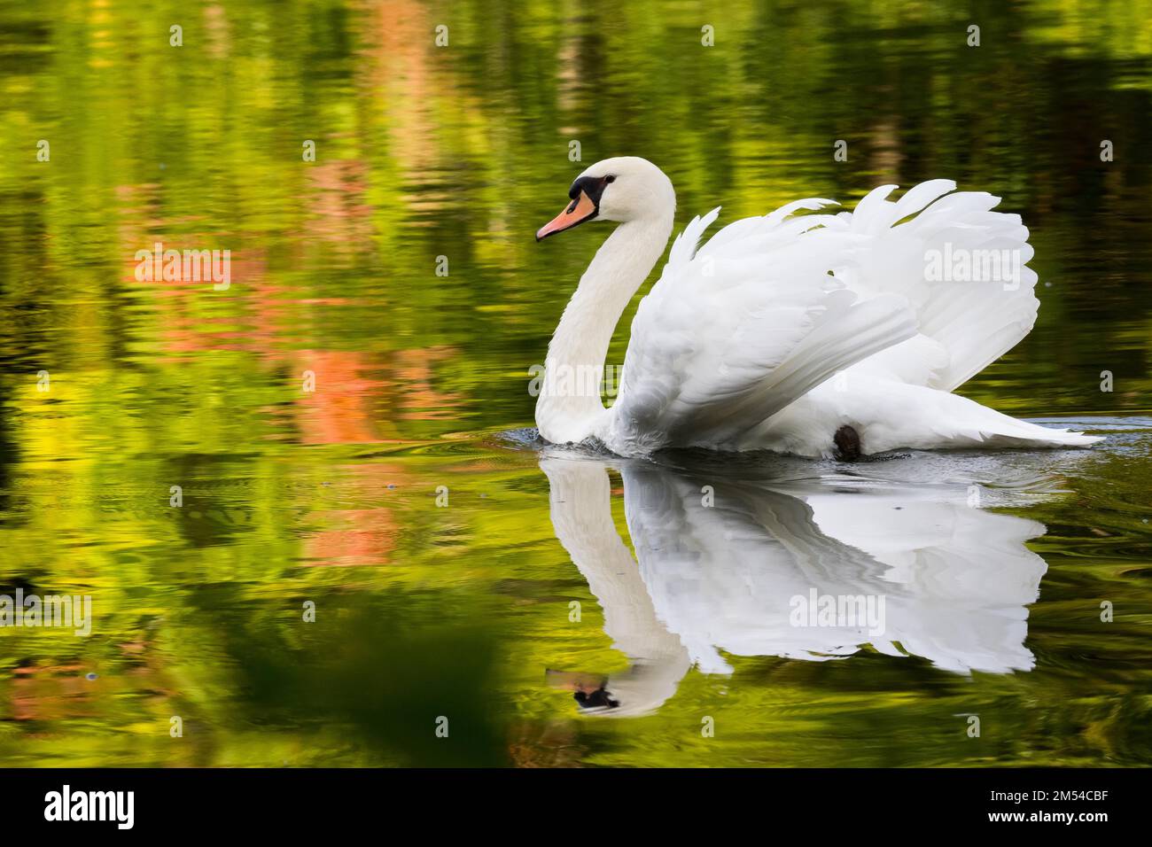 Mute Swan (Cygnus olor), swimming, threatening, autumn mood Hesse ...