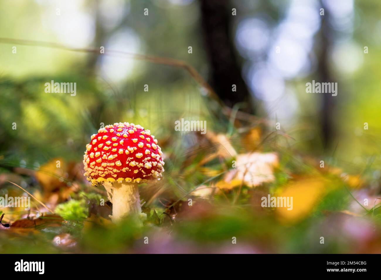 Fly agaric (Amanita muscaria) on forest floor, Hesse, Germany Stock ...