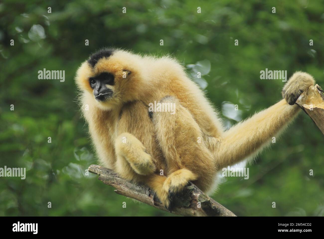 Northern white-cheeked gibbon (Hylobates leucogenys), adult, female ...