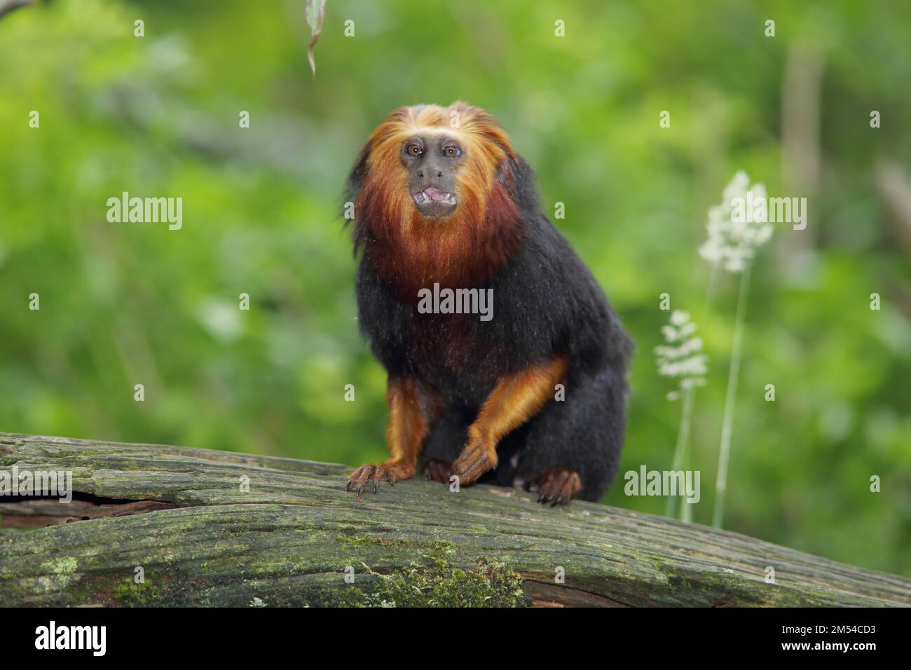 Golden-headed (Callitrichidae) lion monkey, adult, Golden-headed lion ...