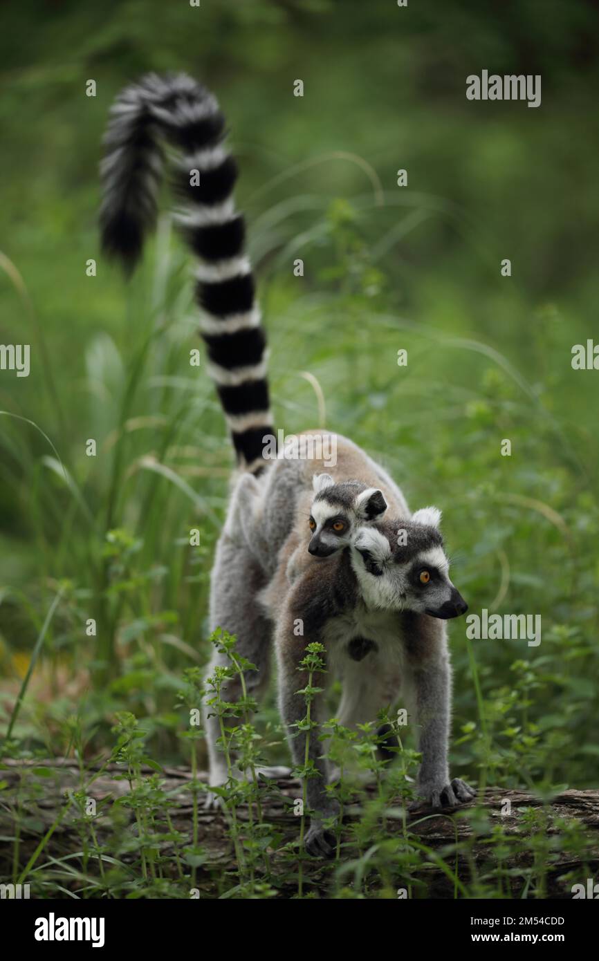Ring-tailed lemur (Lemur catta), adult, two, young, piggyback, carry ...