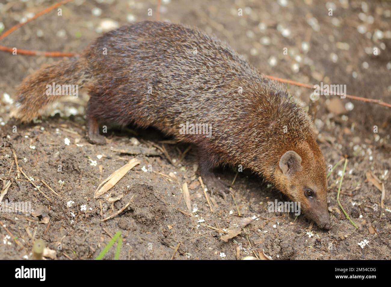 Common kusimanse crossarchus obscurus hi-res stock photography and ...
