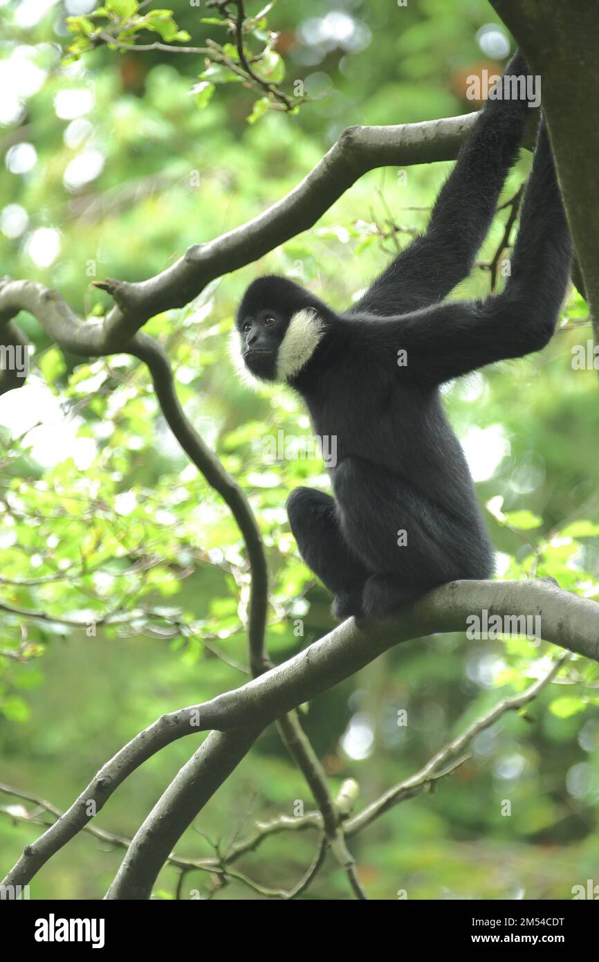 Northern white-cheeked gibbon (Hylobates leucogenys), adult, male ...