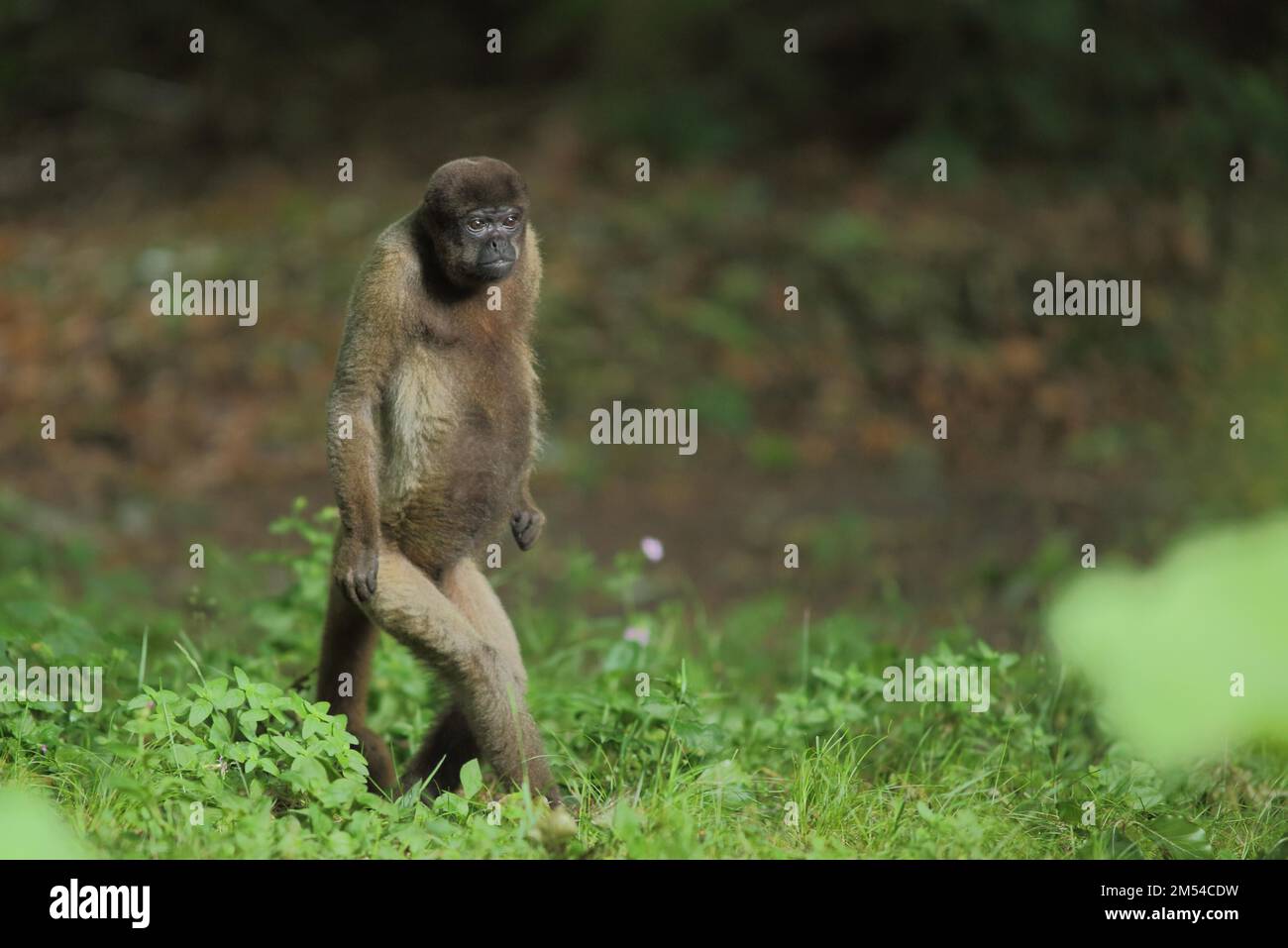 Brown woolly monkey (Lagothrix lagotricha), standing, walking, upright ...