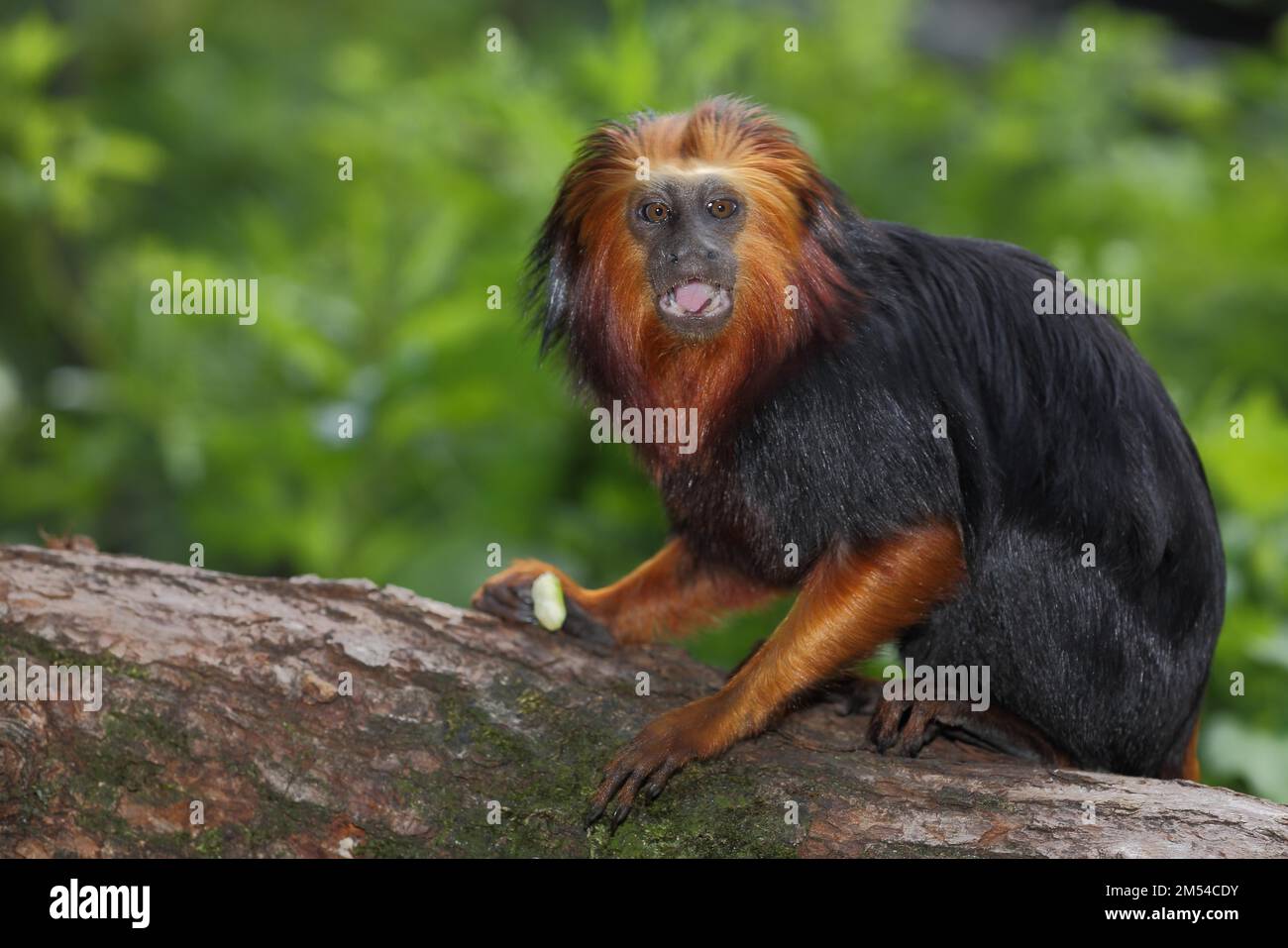 Golden-headed (Callitrichidae) lion monkey, adult, feeding, mouth, open ...