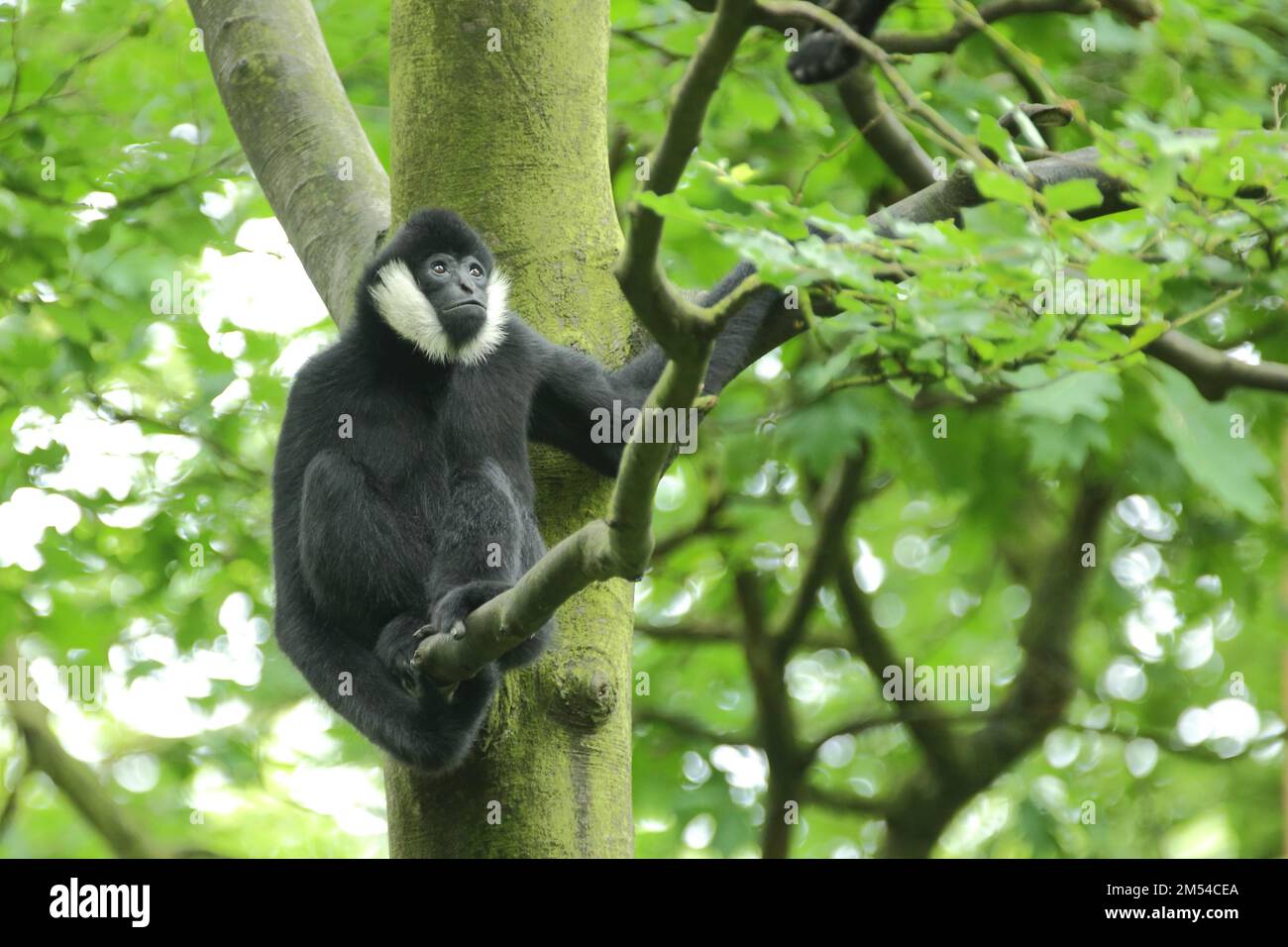 Northern white-cheeked gibbon (Hylobates leucogenys), adult, male ...