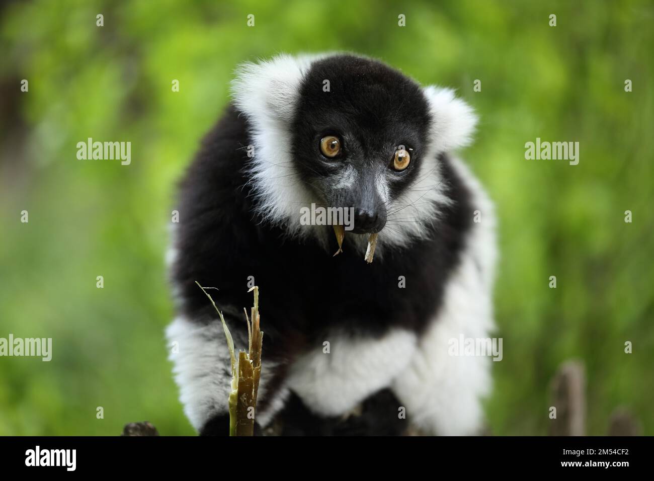Lemur portrait mouth hi-res stock photography and images - Alamy