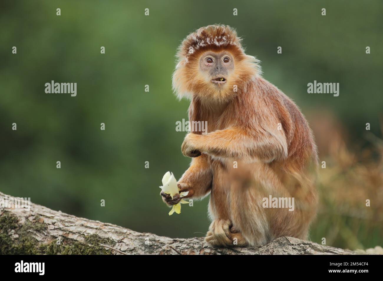 Javan lutung (Trachypithecus auratus), portrait, adult, feeding, food ...