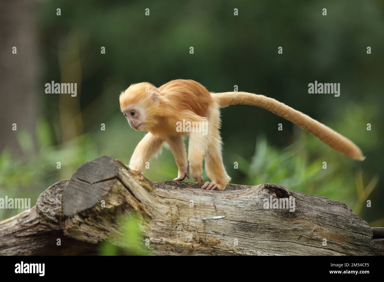 Javan lutung hi-res stock photography and images - Alamy