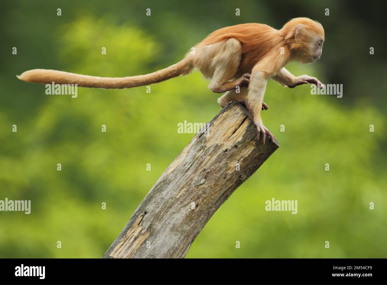 Javan lutung (Trachypithecus auratus), juvenile, climbing, captive ...