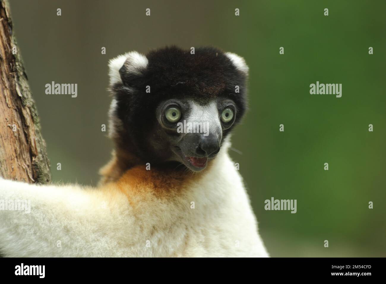Crowned sifaka (Propithecus coronatus), adult, portrait, gaze, eyes ...
