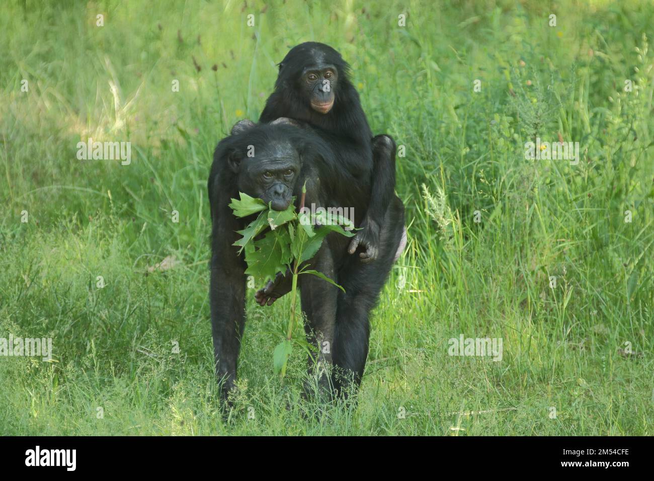 Bonobo (Pan paniscus), two, adult, young, piggyback, back, carry ...