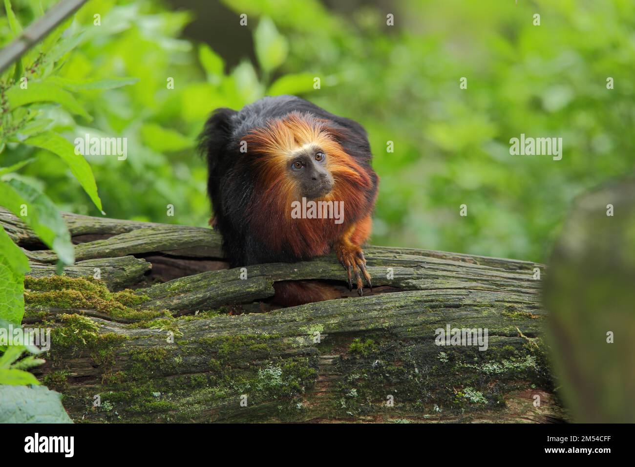 Golden-headed (Callitrichidae) lion monkey, adult, Golden-headed lion ...