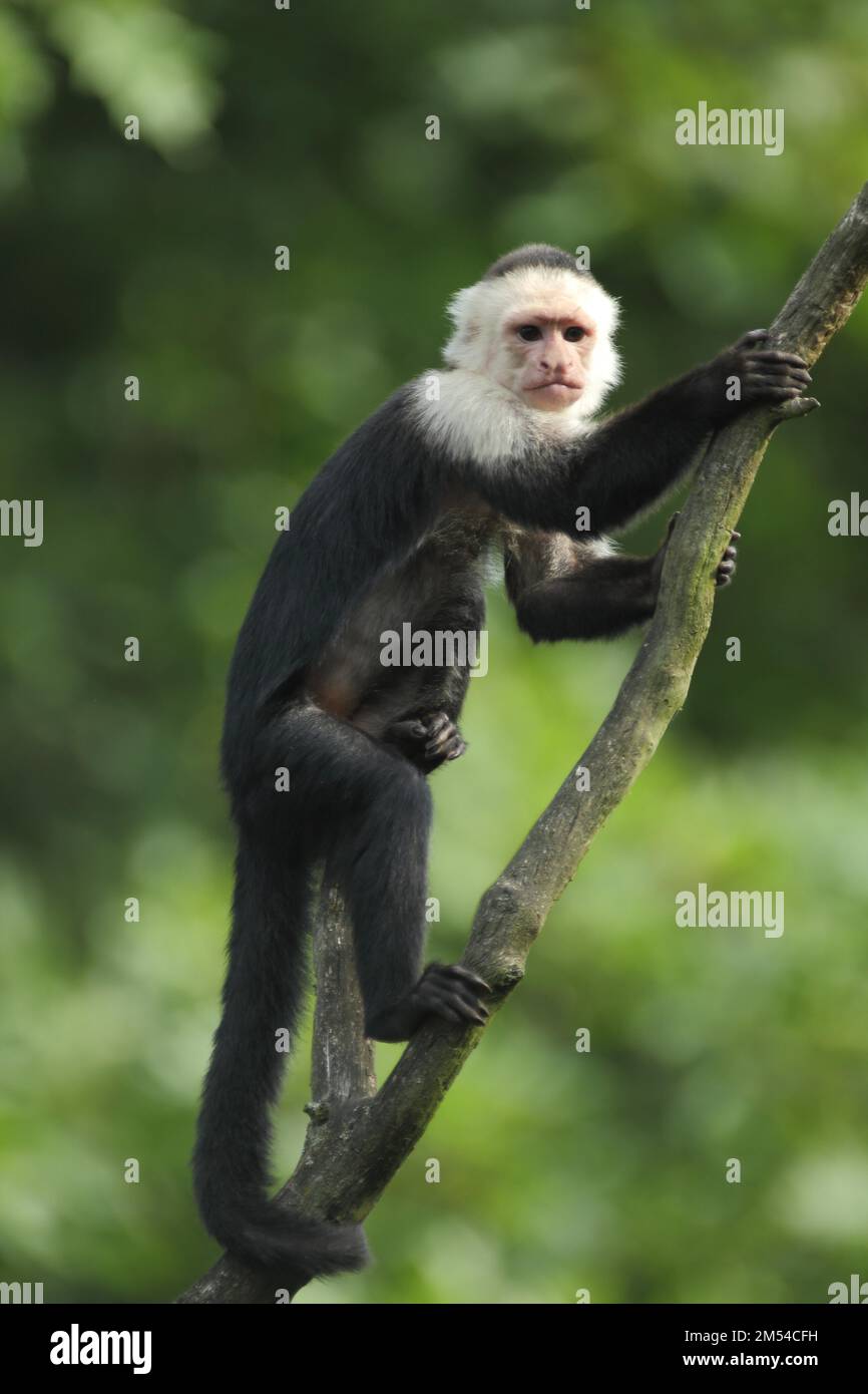 White-headed capuchin (Cebus capucinus), adult, captive Stock Photo - Alamy