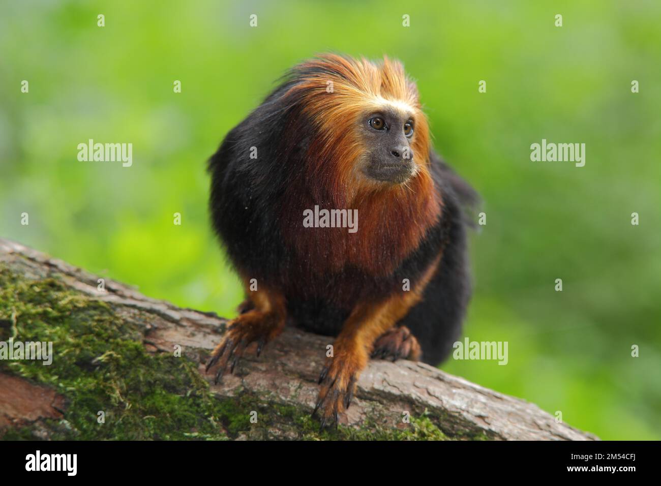 Golden-headed (Callitrichidae) lion monkey, portrait, adult, Golden ... Golden-headed (Callitrichidae) lion monkey, portrait, adult, Golden ...