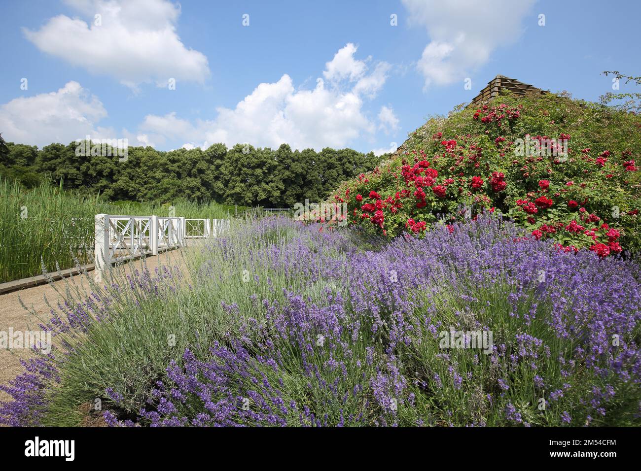 Rosarium with pyramid and hedges and red roses, red, shrubs, RhineMain ...