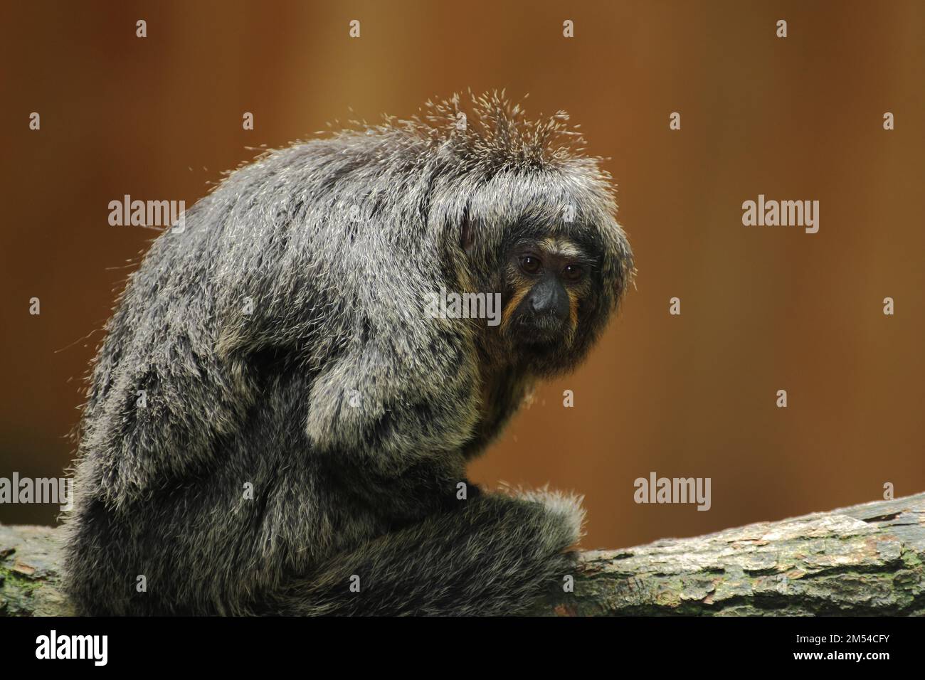 White-faced saki (Pithecia pithecia), adult, female, portrait, captive ...