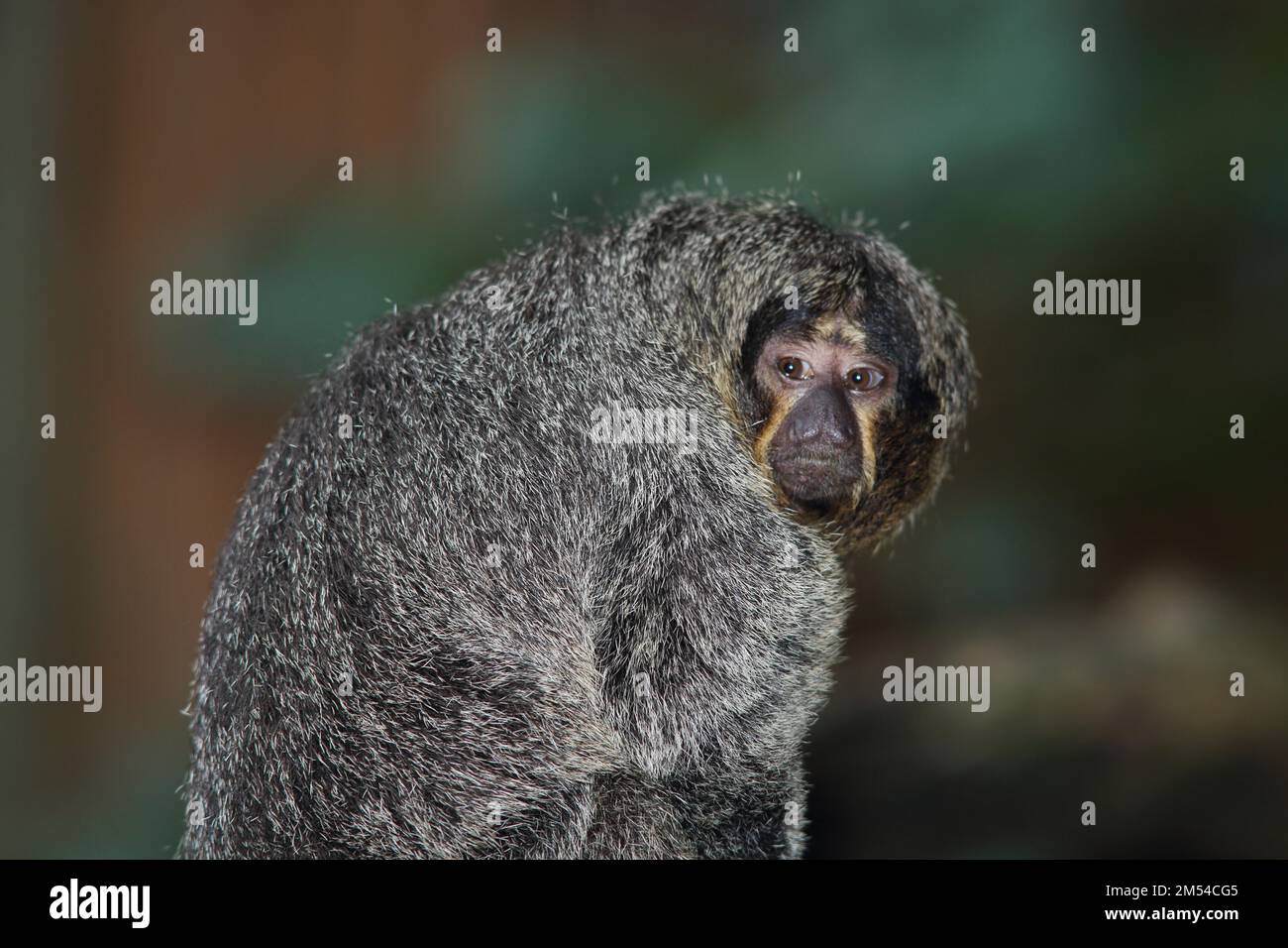 White-faced saki (Pithecia pithecia), adult, female, portrait, captive ...