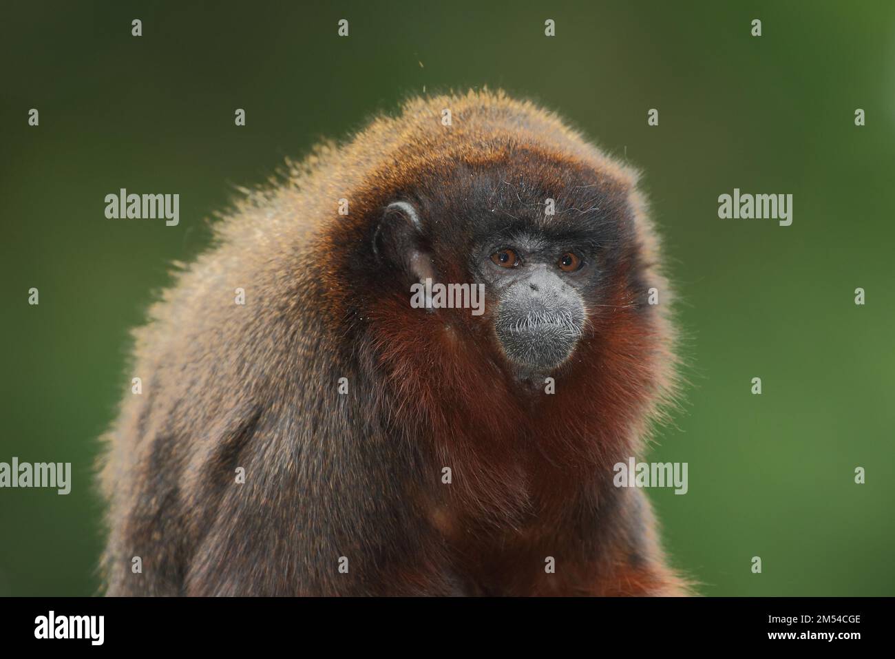 Coppery titi (Callicebus cupreus), portrait, adult, captive Stock Photo ...