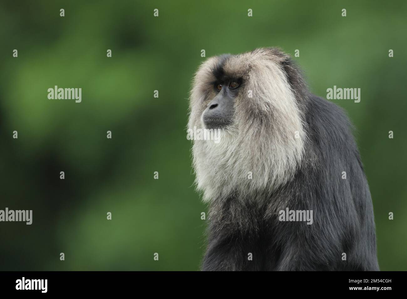 Lion-tailed macaque (Macaca silenus), adult, portrait, captive Stock ...
