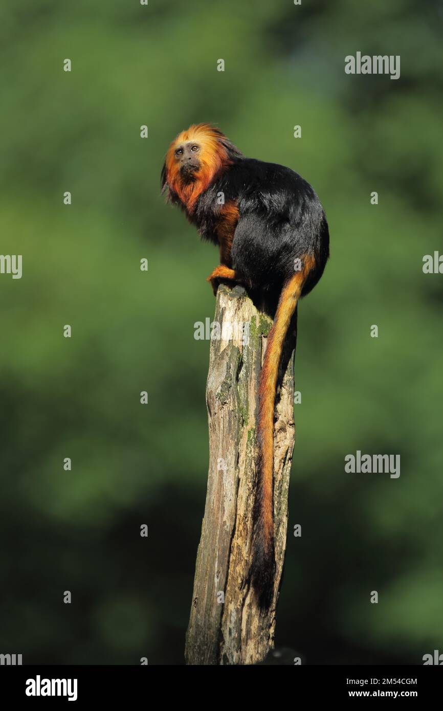 Golden-headed (Callitrichidae) lion monkey, adult, tail, long, Golden ...