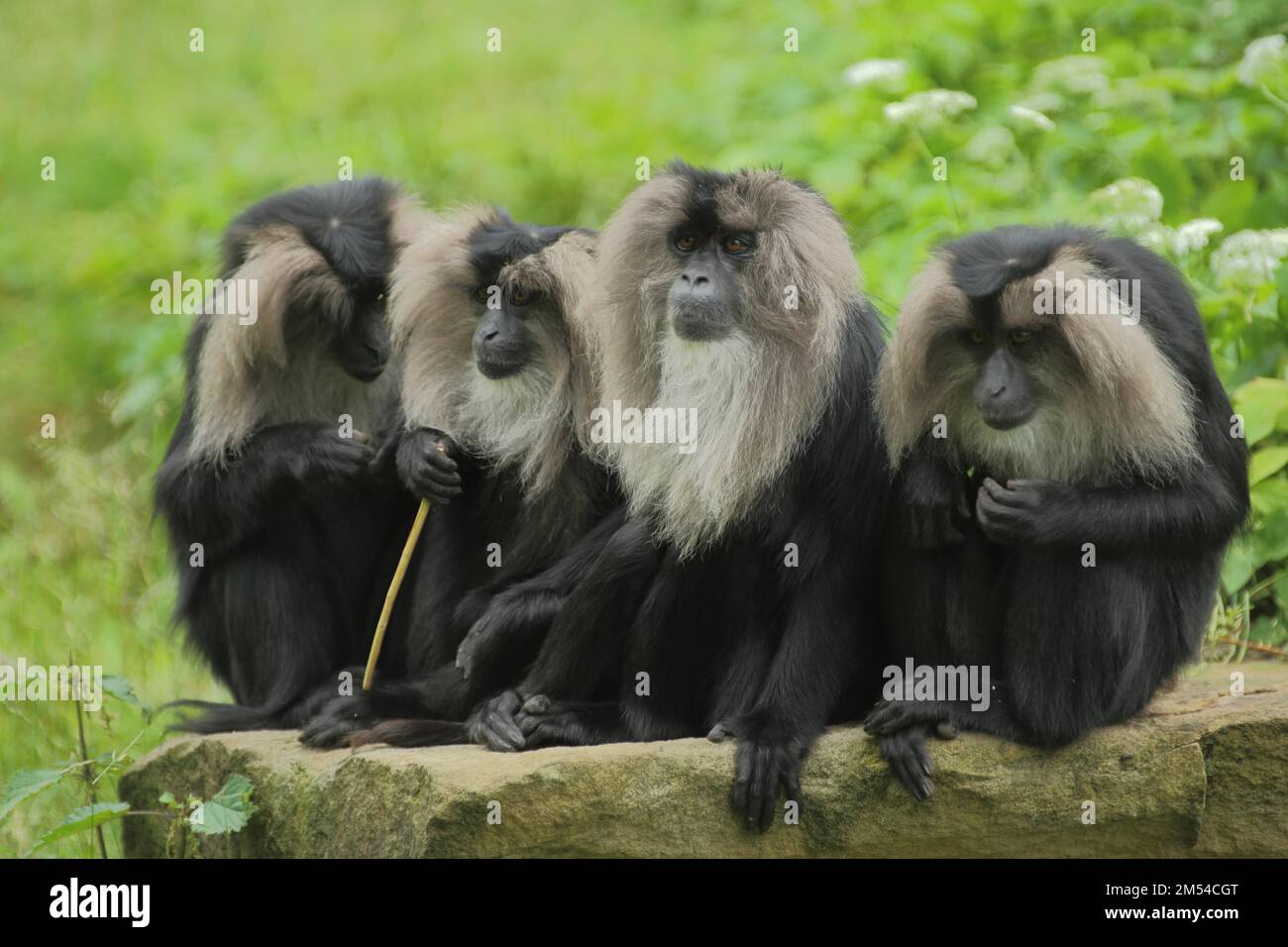 Lion-tailed macaque (Macaca silenus), adult, four, sitting, row ...