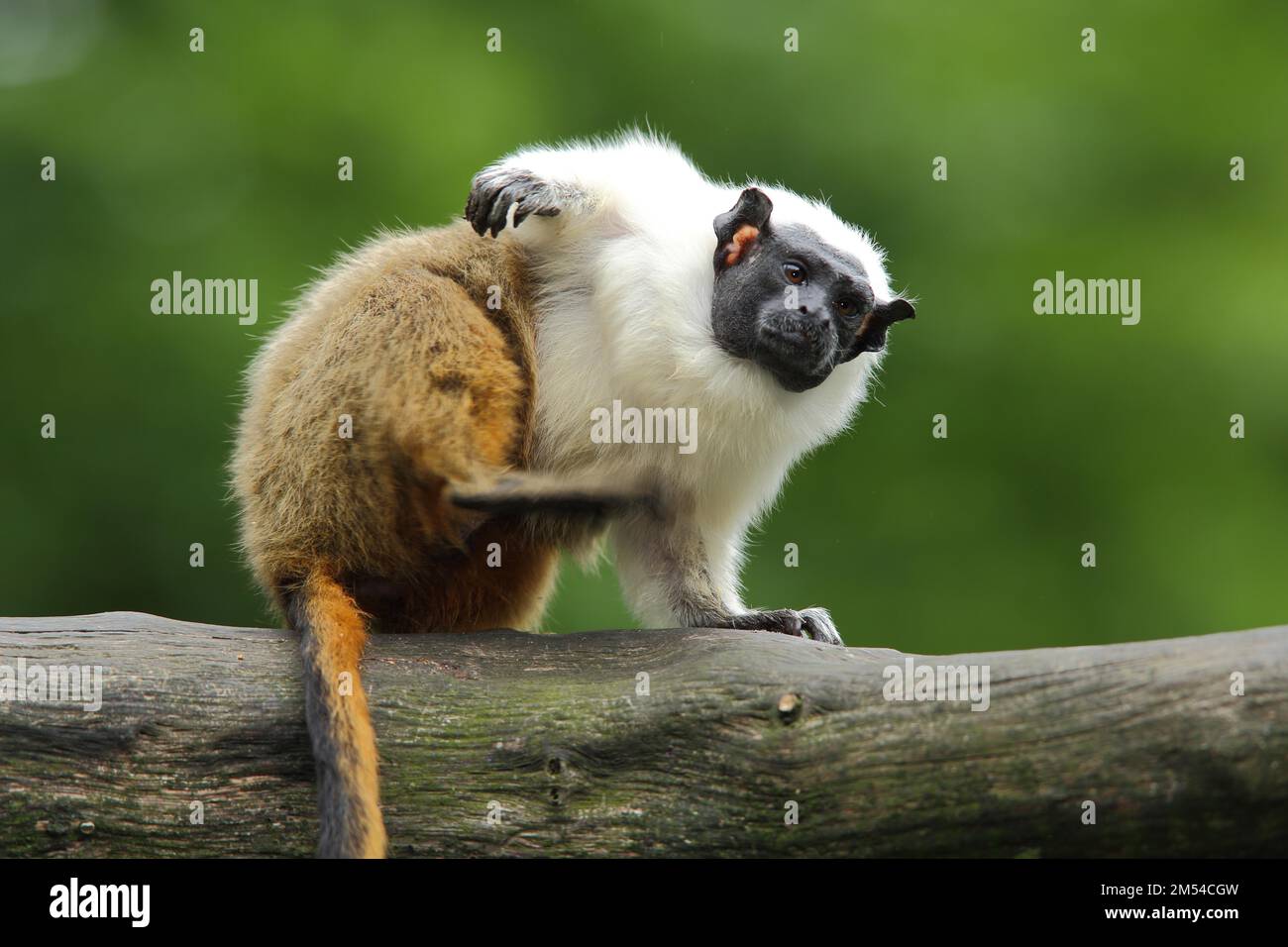 Pied (Callitrichidae) tamarin (Saguinus bicolor) (saguinus), portrait ...