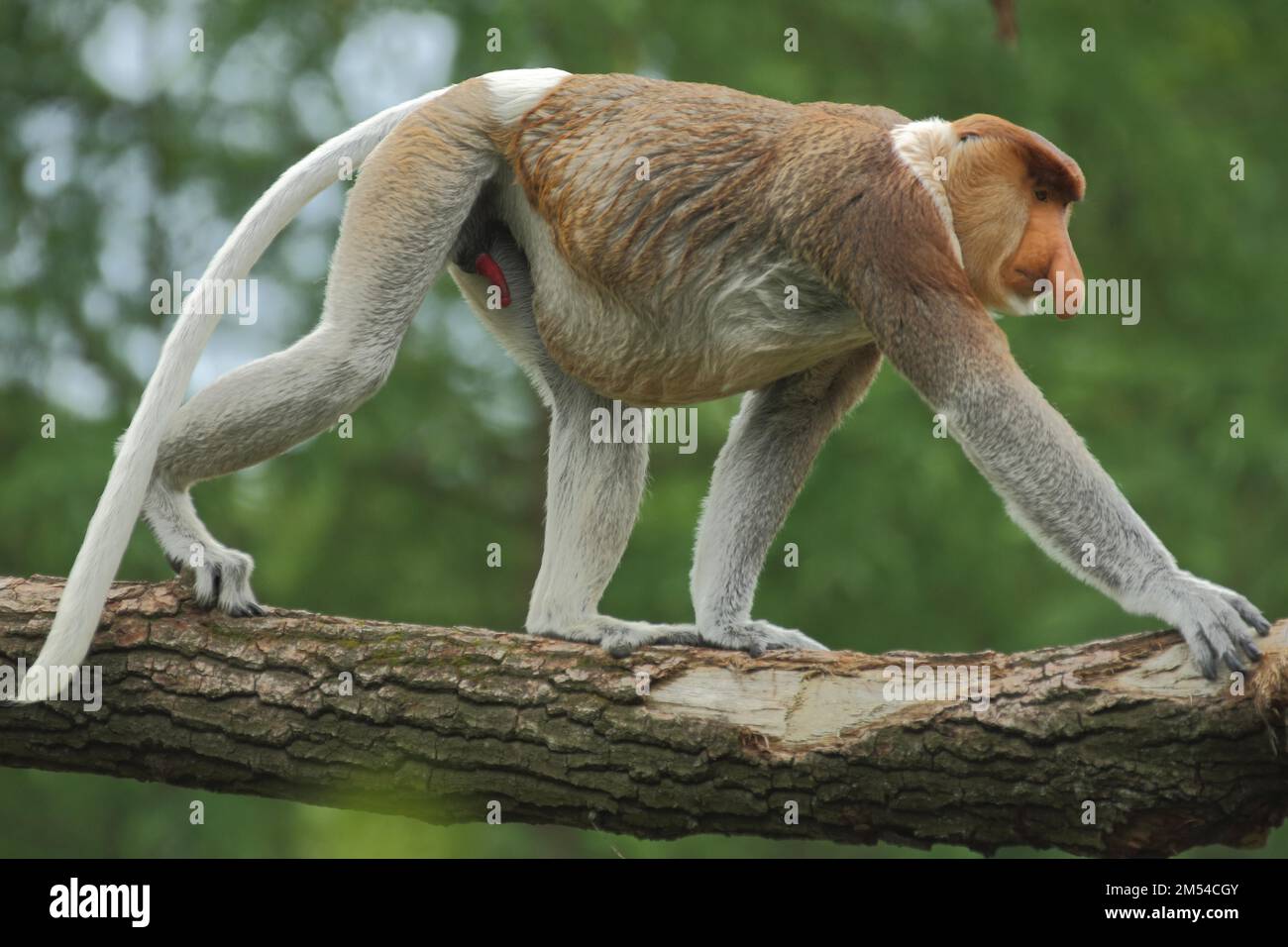 Proboscis monkey (Nasalis larvatus), adult, male, captive Stock Photo ...