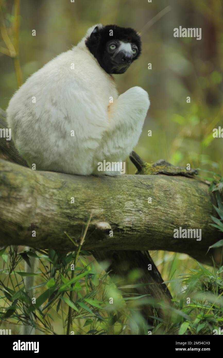 Crowned sifaka (Propithecus coronatus), adult, captive Stock Photo - Alamy