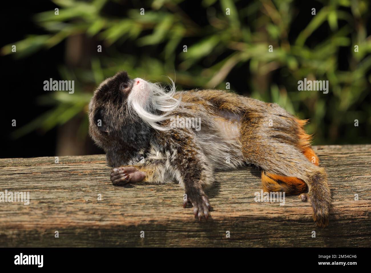 Caesarean tamarin, emperortamarin (Saguinus imperator), adult, gaze ...