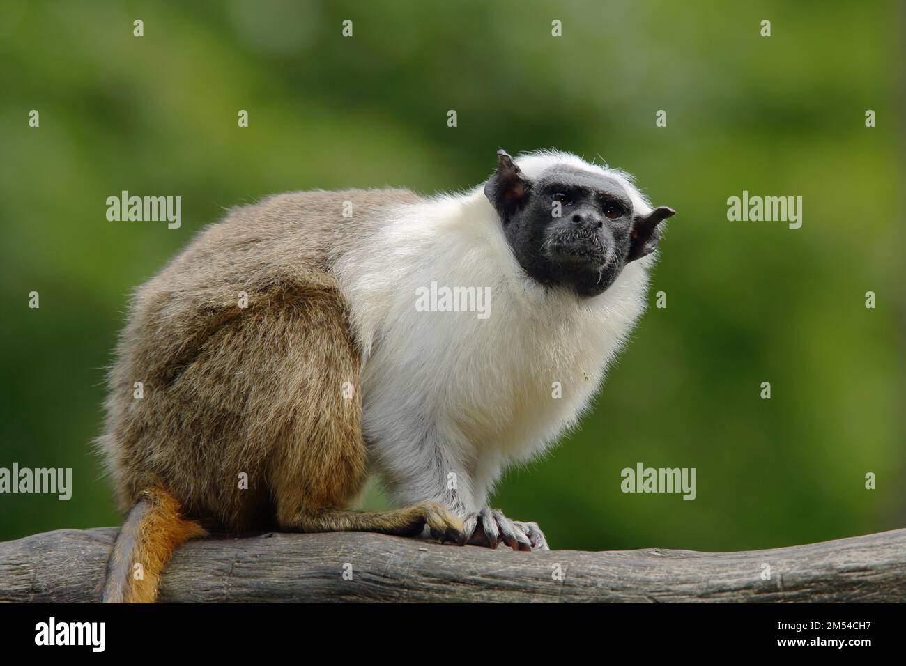 Pied (Callitrichidae) tamarin (Saguinus bicolor) (saguinus), portrait ...